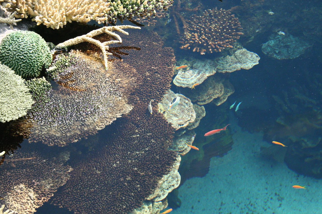 Tiburones en Peligro de Extinción: Causas | Zoo Aquarium Madrid
