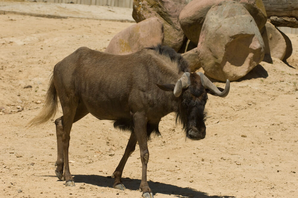Ñu de cola blanca Zoo Aquarium Madrid: Ven y conócelo
