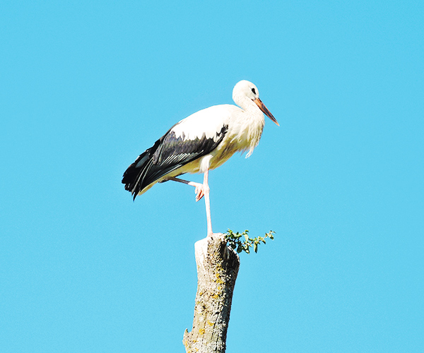 Cigüeña blanca Zoo Aquarium Madrid: Ven y conócela