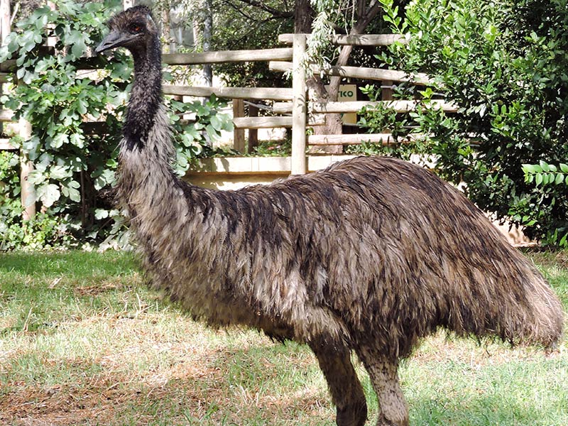 Emú Zoo Aquarium Madrid: Ven y conócelo hoy mismo