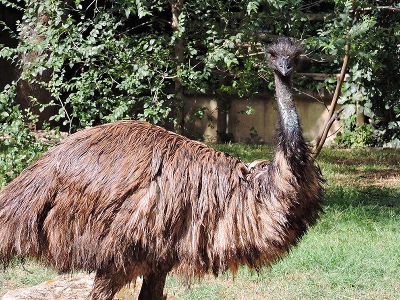 Emú Zoo Aquarium Madrid: Ven y conócelo hoy mismo