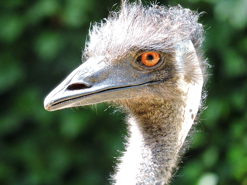 Emú Zoo Aquarium Madrid: Ven y conócelo hoy mismo