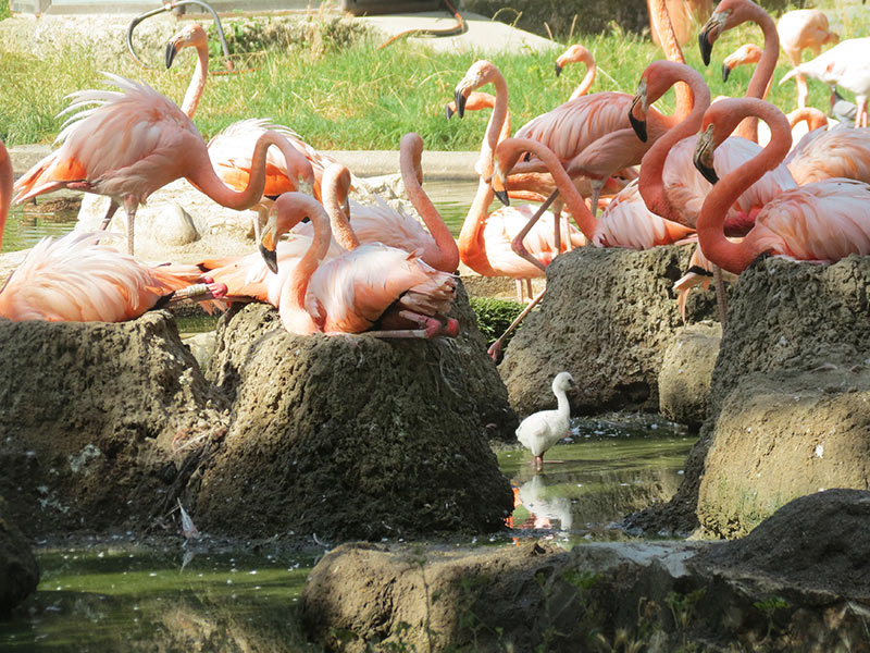 Flamenco caribeño Zoo Aquarium Madrid: Ven y conócelo