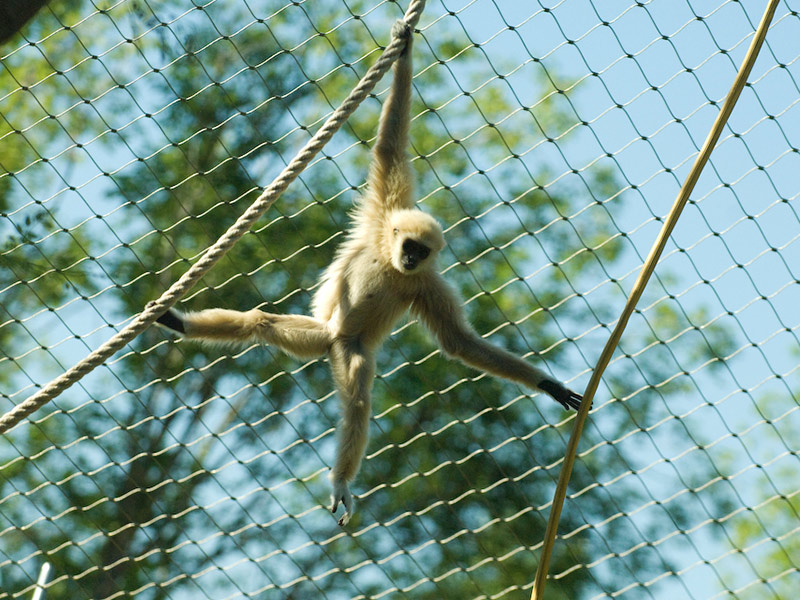 Gibón de manos blancas | Zoo Aquarium Madrid