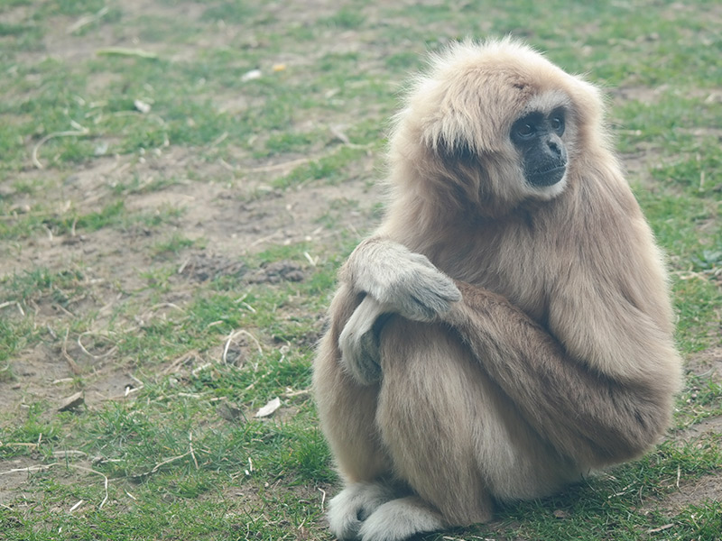 Gibón de manos blancas | Zoo Aquarium Madrid