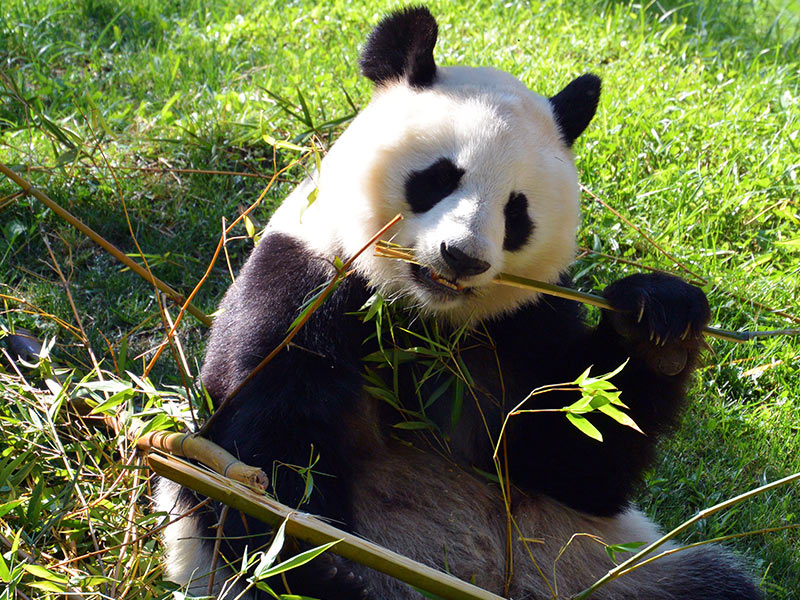 Giant Panda Zoo Aquarium Madrid