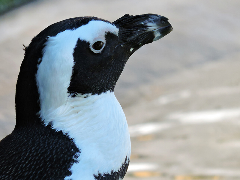Pinguinos | Zoo Aquarium Madrid Wildlife Experience