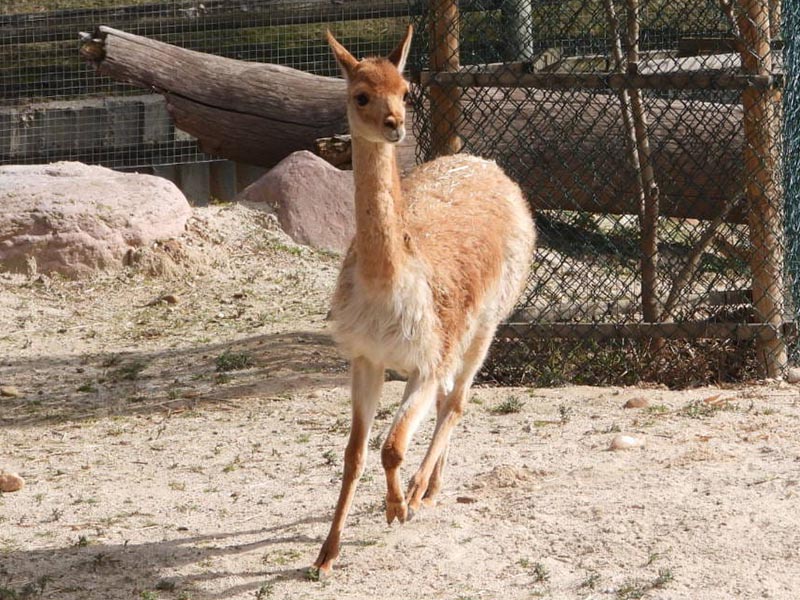 Come and visit the Vicuña | Madrid Zoo Aquarium