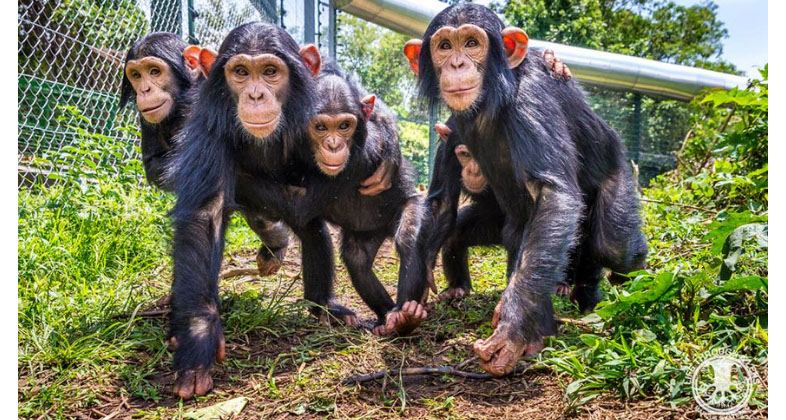 Zoo Aquarium de Madrid celebra el Día internacional del Primate con la ...
