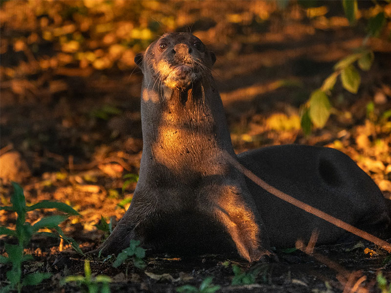 Colaboración con Rewilding Argentina sobre conservación de nutrias ...