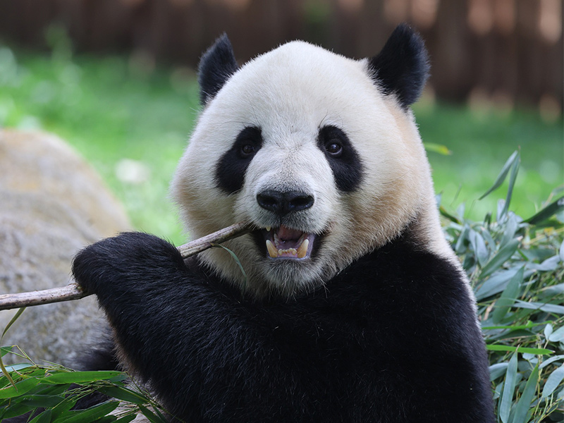 El Zoo de Madrid celebra el primer cumpleaños de la nueva pareja de ...