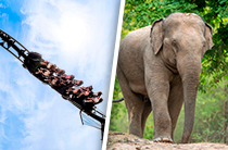 Acceso recurrente a Zoo Madrid con Bono Parques